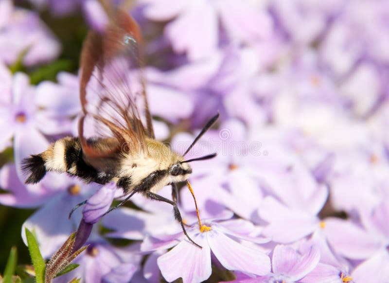 Polilla De Clearwing Del Colibrí Imagen de archivo - Imagen de sunlight ...