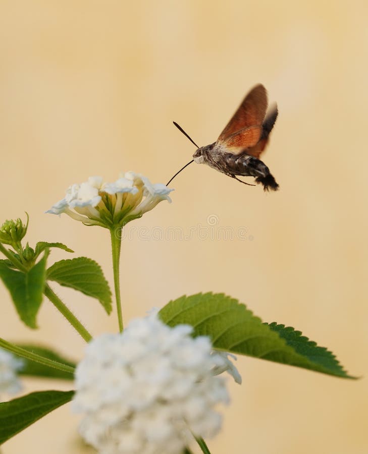 Polilla De Colibrí En Las Flores Del Lantana Foto de archivo - Imagen ...
