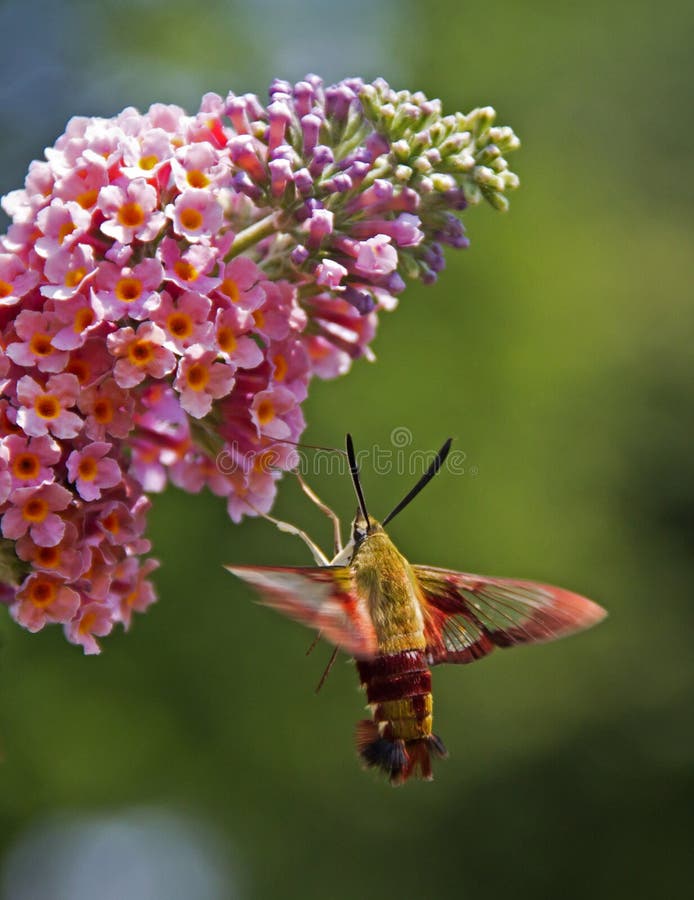 Polilla De Colibrí En Las Flores Del Lantana Foto de archivo - Imagen ...