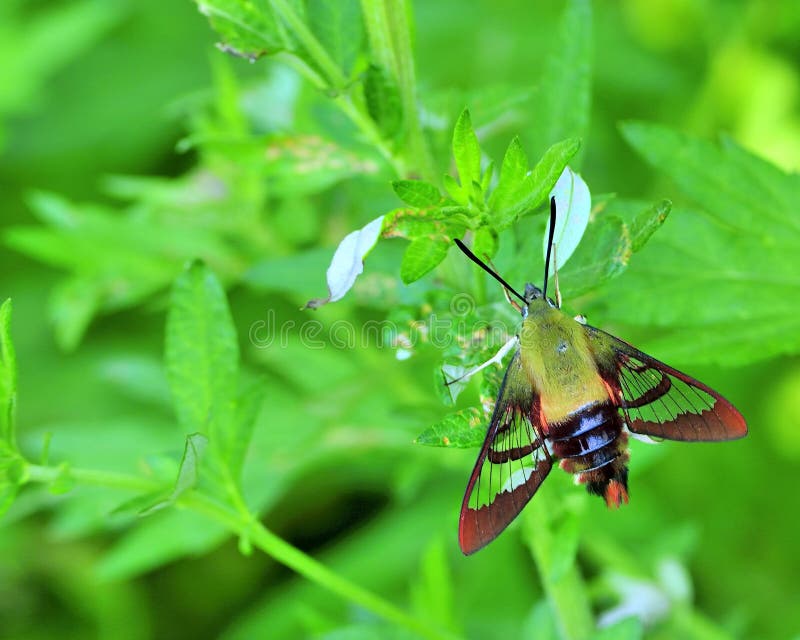 Polilla de colibrí imagen de archivo. Imagen de salvaje - 33411315