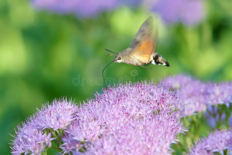 Polilla De Colibrí En Las Flores Del Lantana Foto de archivo - Imagen ...