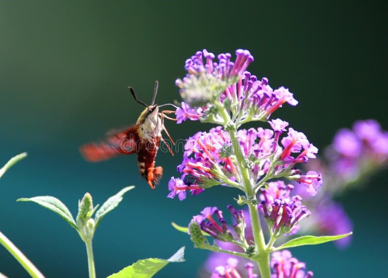 Esfinge colibrí imagen de archivo. Imagen de coma, salvaje - 3539283