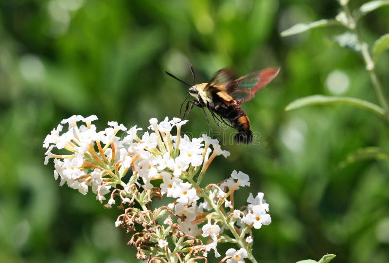 Polilla De Colibrí En Las Flores Del Lantana Foto de archivo - Imagen ...