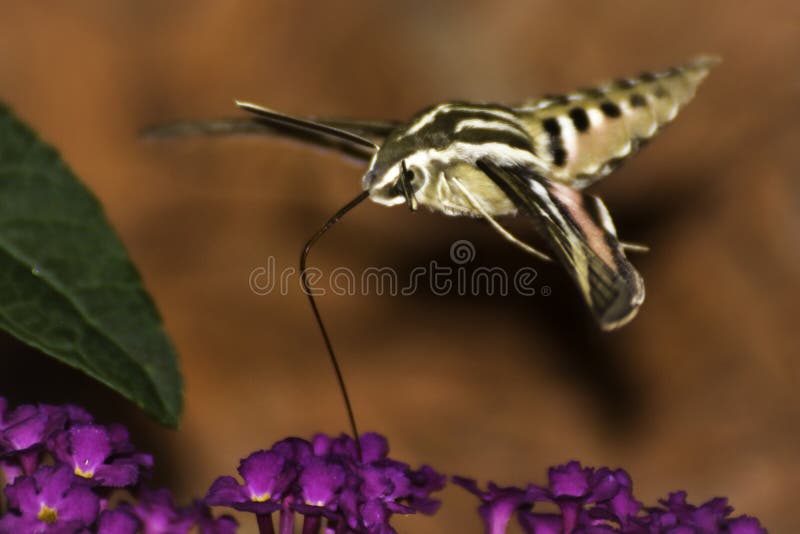 Polilla De Colibrí Blanco-alineada De La Esfinge Foto de archivo ...
