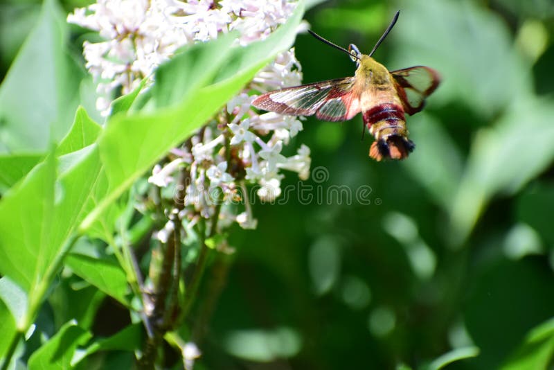 Polilla De Colibrí Que Alimenta En Arbusto De Mariposa Foto de archivo ...