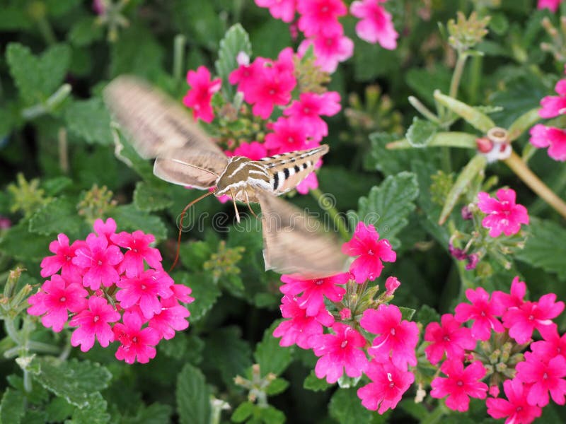 Polilla De Colibrí Blanco-alineada De La Esfinge Foto de archivo ...