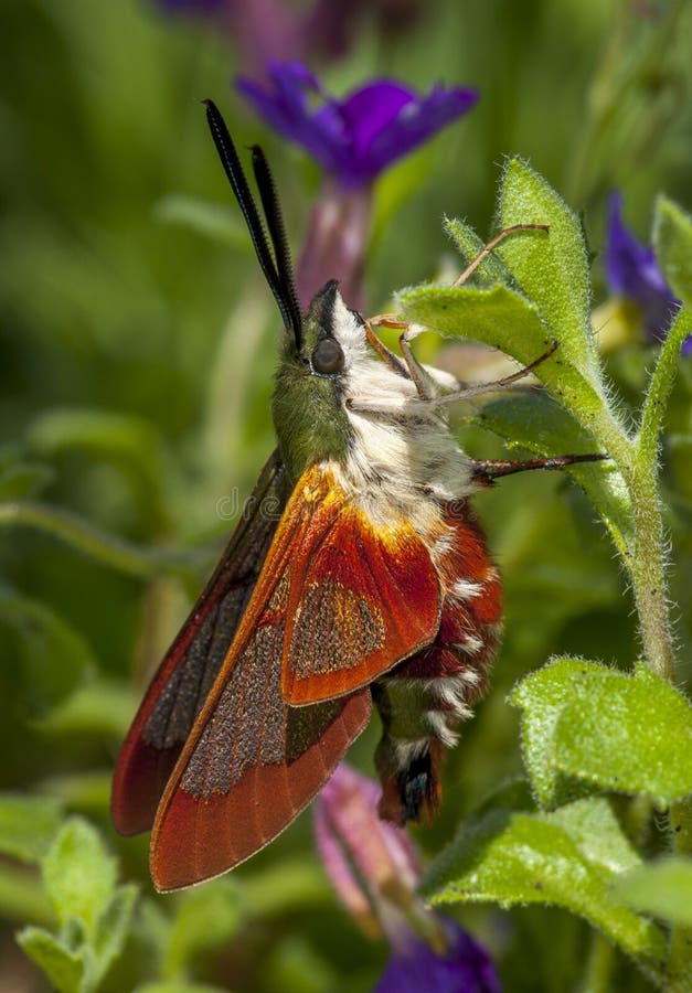 Polilla De Colibrí En Las Flores Del Lantana Foto de archivo - Imagen ...