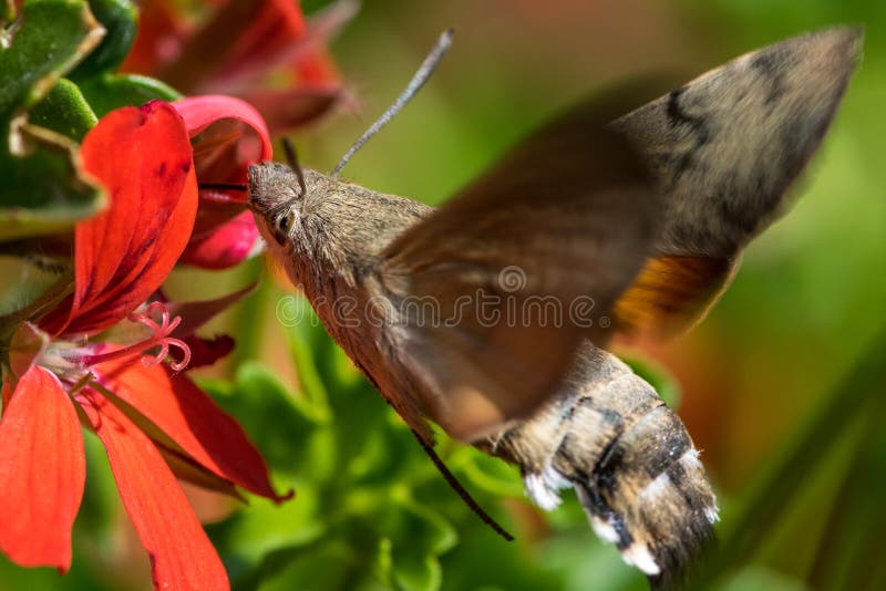 Polilla De Colibri Que Alimenta Mientras Que Vuela Imagen de archivo ...