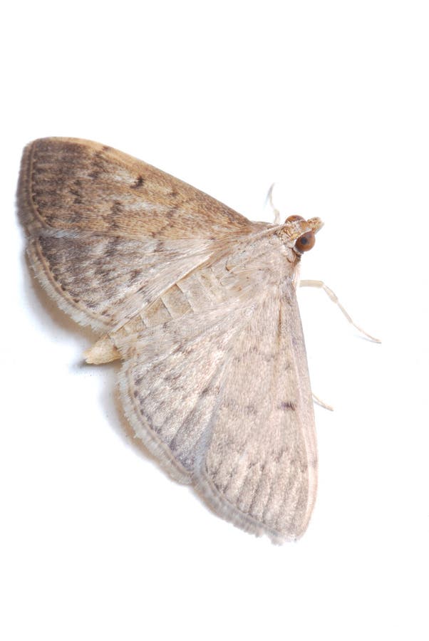 Tineola Bisselliella Conocida Como Polilla Común De Ropa O Polilla De ...