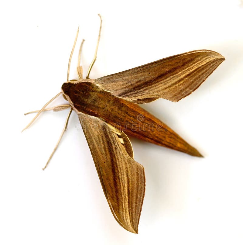 Polilla de esfinge imagen de archivo. Imagen de hermoso - 26626953