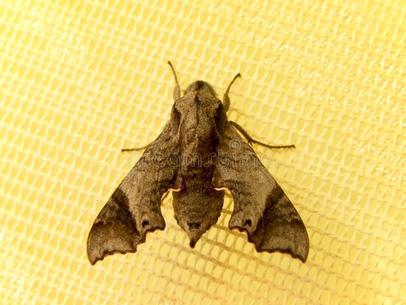 Polilla de esfinge 5 imagen de archivo. Imagen de gris - 57743549