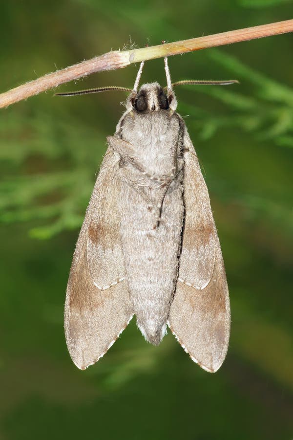 Polilla De Esfinge Del Pino Foto de archivo - Imagen de insectos, pino ...