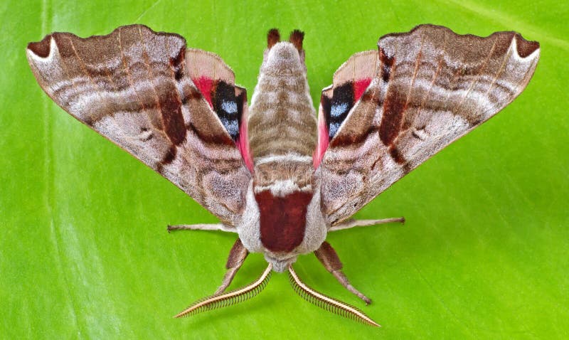 Polilla De Esfinge Gemelo-manchada Foto de archivo - Imagen de polillas ...
