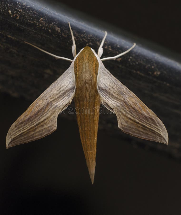 Polilla De Esfinge De Tersa Foto de archivo - Imagen de esfinge, animal ...