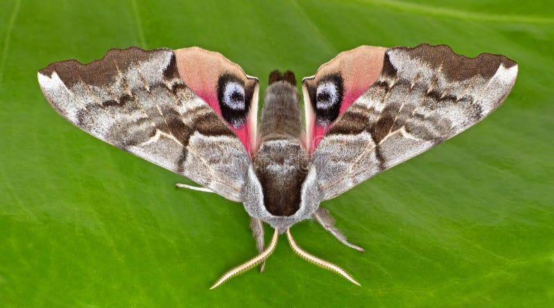 Polilla esfinge de un ojo foto de archivo. Imagen de fauna - 31925730