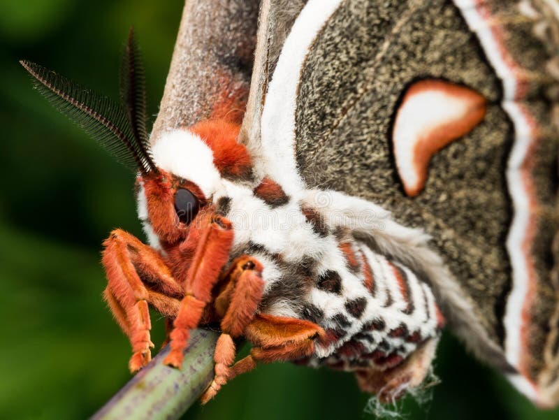 Polilla De Seda Gigante En Rama Imagen de archivo - Imagen de hermoso ...