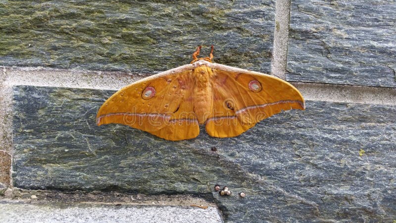 Polilla de seda japonesa imagen de archivo. Imagen de especie - 77155269