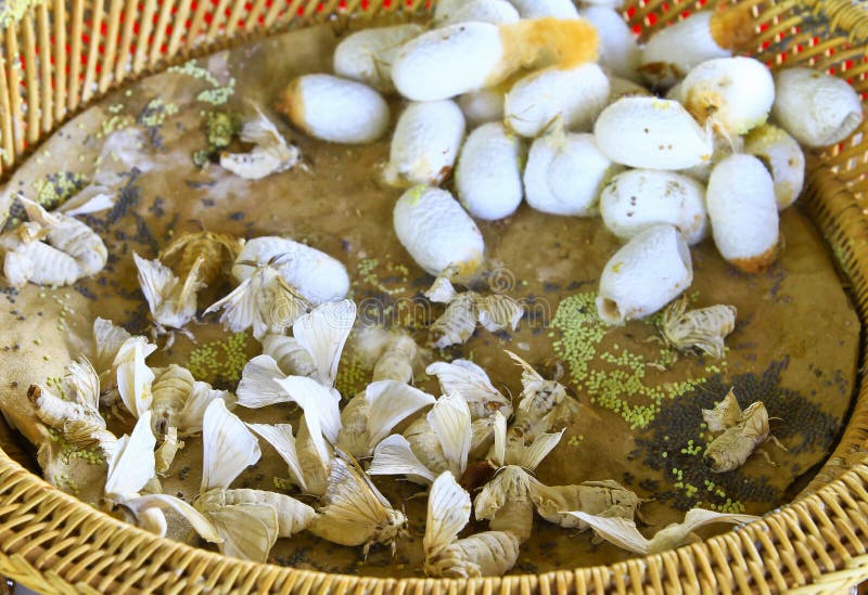 Polilla de seda y capullos imagen de archivo. Imagen de vitalidad ...