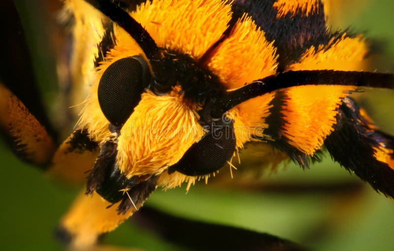 Polilla de tigre foto de archivo. Imagen de vuelo, bicho - 40160270