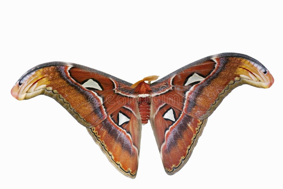 Polilla Nuevamente Emergida Imagen de archivo - Imagen de tropical ...