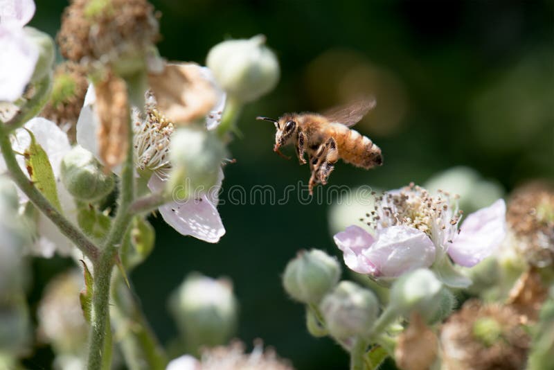 Polinator stock photo. Image of polinator, animals, rspb - 56167368