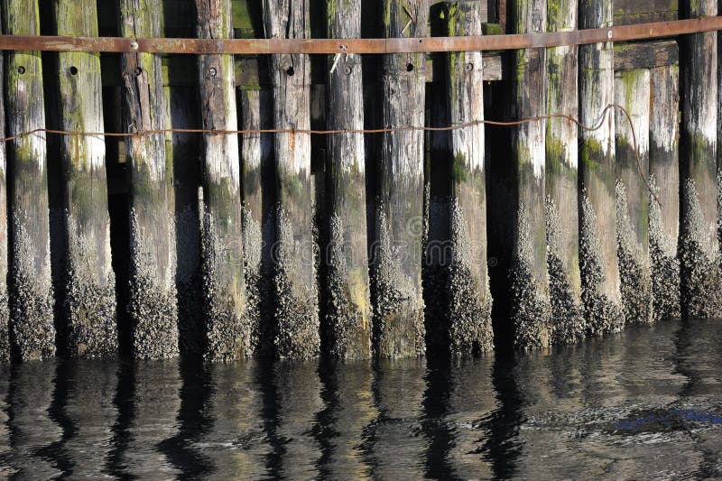 Poling Board stock image. Image of reflexion, alga, rotten - 30810459