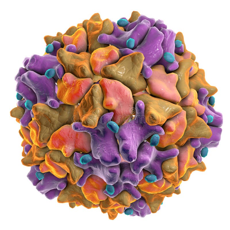 Poliovirus