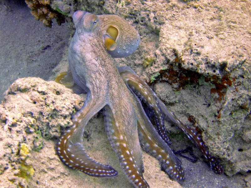 Polipo Della Scogliera (octopus Vulgaris) in Oceano Foto Subacquea ...