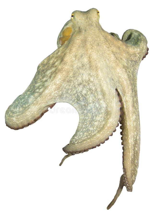 Polipo isolato fotografia stock. Immagine di pesci, subacqueo - 44724924