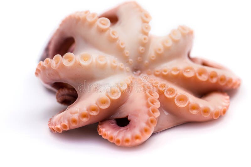 Polipo Isolato Su Fondo Bianco Tentacolo Del Polipo Closeup Immagine ...