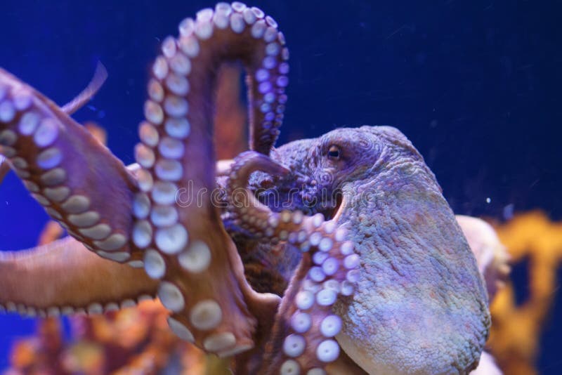 Polipo in Un Acquario Marino Immagine Stock - Immagine di pesci ...