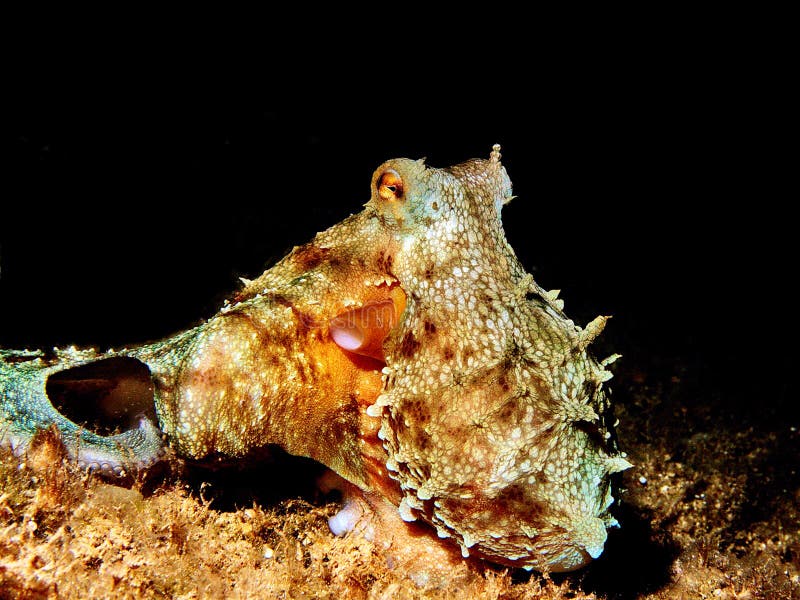 Polipo Della Scogliera (octopus Vulgaris) in Oceano Foto Subacquea ...