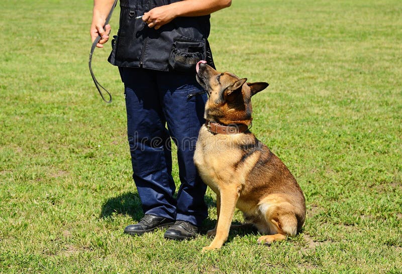 K9-polisofficer Med Sin Hund Arkivfoto - Bild av utbilda, tjänsteman ...