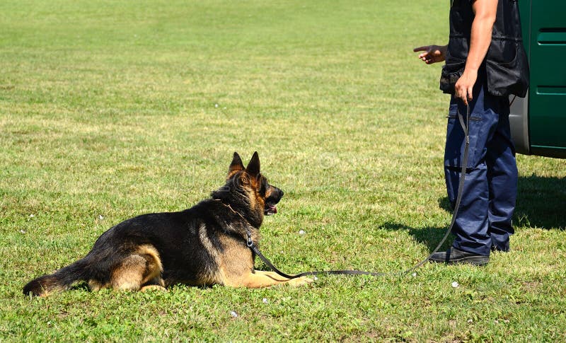 Polis K9 med hans hund arkivfoto. Bild av herde, demonstration - 42806324