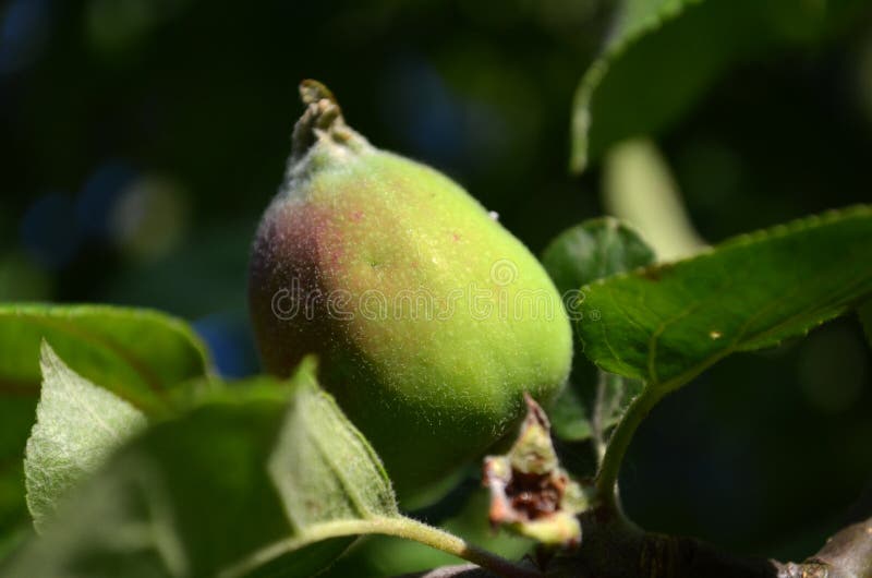 Polish apple stock image. Image of export, juicy, field - 55374143
