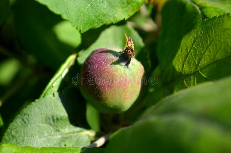 Polish apples stock image. Image of hanging, field, health - 43802943