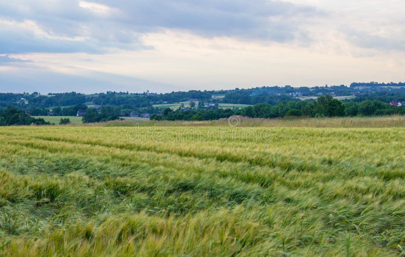 Polish Arable Fields. Rural Landscape. Ripening Cereals Stock Photo ...