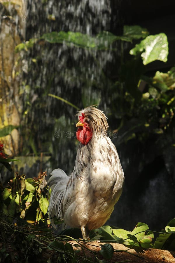Polish Bantam Rooster or Chicken in Wild Backyard Stock Image - Image ...