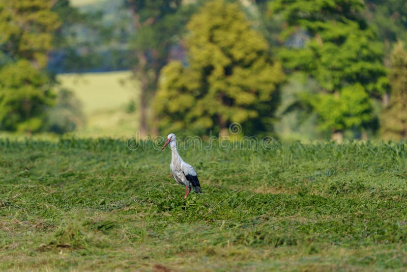 Polish Big Bird - Stork Walking on a Green Meadow Stock Photo - Image ...