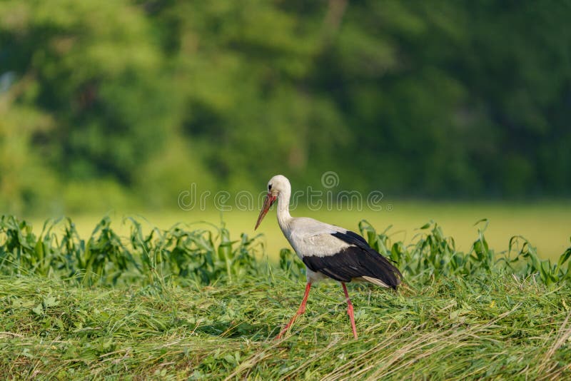 Polish Big Bird - Stork Walking on a Green Meadow Stock Photo - Image ...