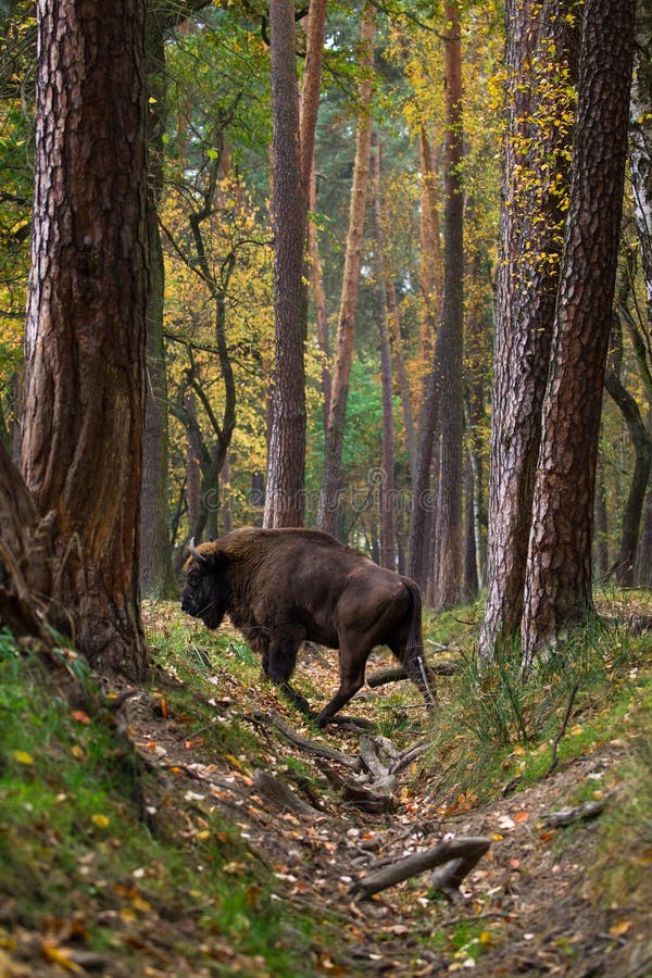 Polish Bison at the Autumn Old Forest Stock Photo - Image of eurpoe ...