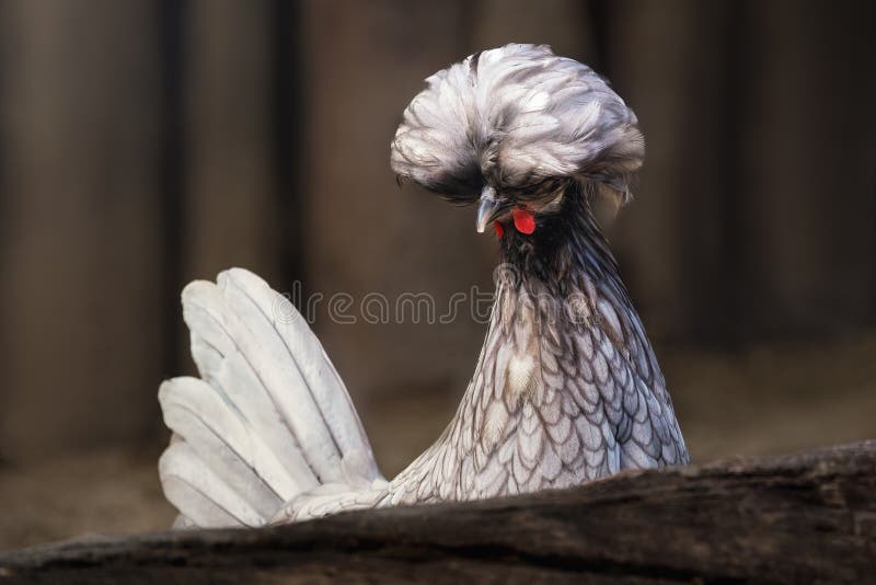 Polish Chicken with Beautiful Crest Stock Photo - Image of domesticus ...