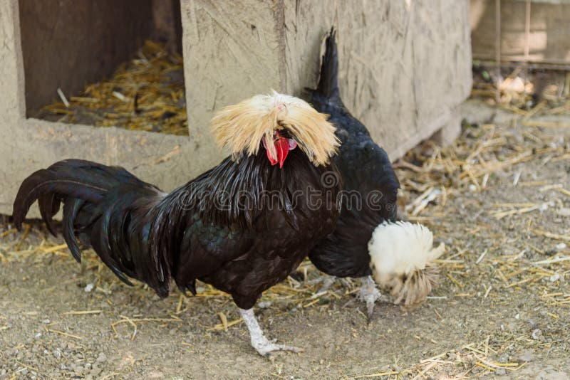 Polish Chicken with Beautiful Crest Stock Image - Image of agricultural ...