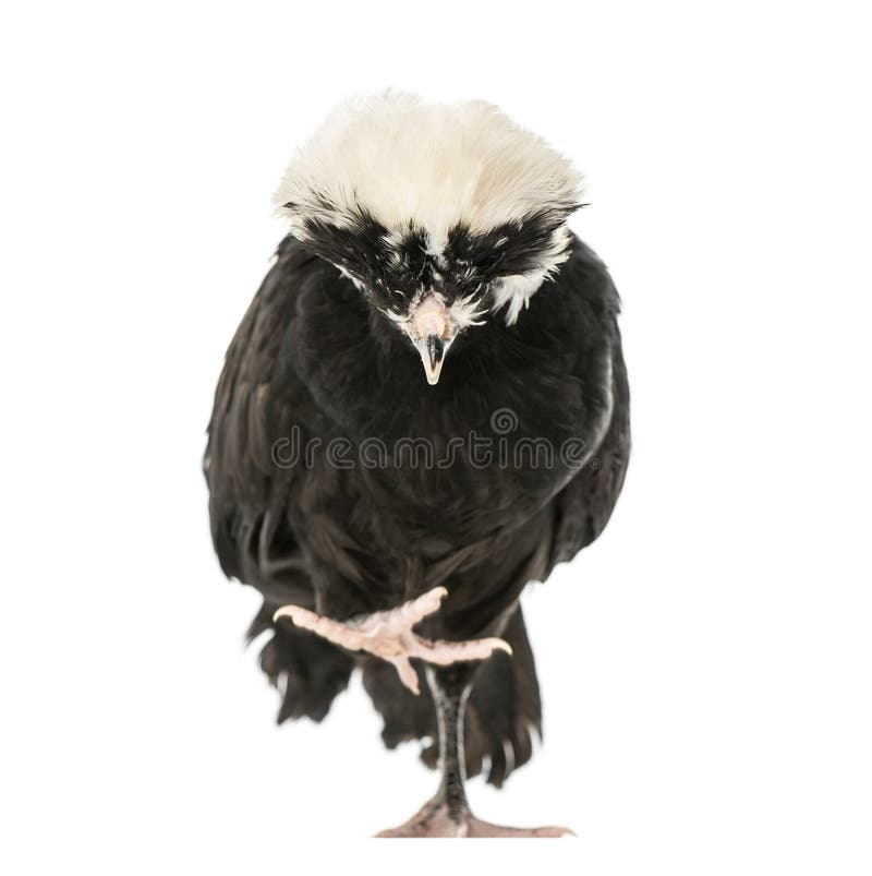 Polish chicken stock image. Image of farmyard, open, square - 51199917