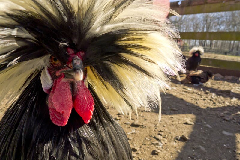Polish Crested Chicken stock image. Image of crested - 18942349