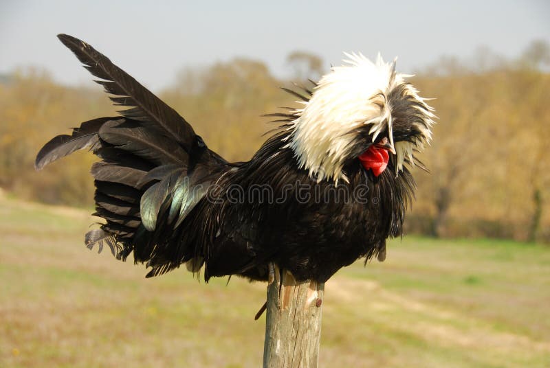 Polish Crested Chicken stock image. Image of crested - 18942349
