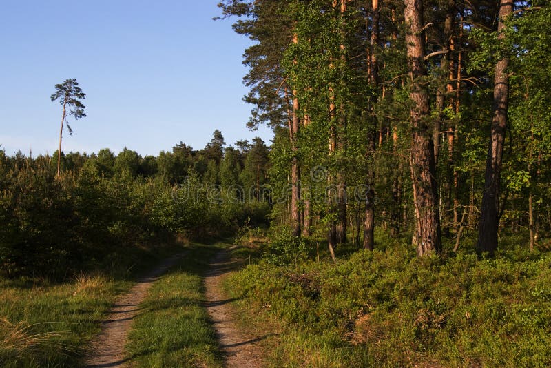 Polish forest stock photo. Image of green, leaves, lush - 12473394