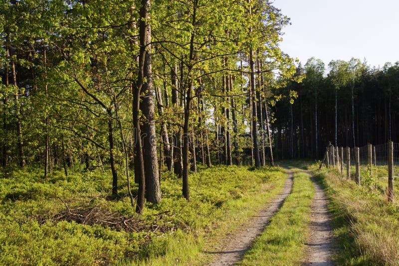 Polish forest stock image. Image of environment, deciduous - 12473437