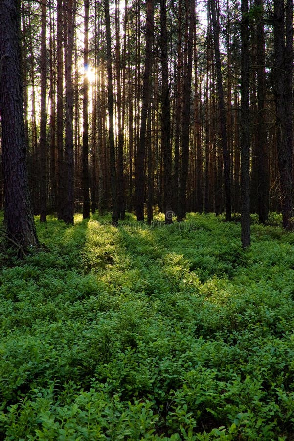 Polish forest stock image. Image of district, light, branches - 12559259