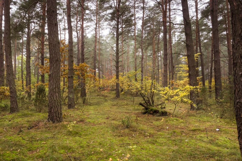 In the Polish Forest with a Lot Tree Stock Image - Image of forest ...